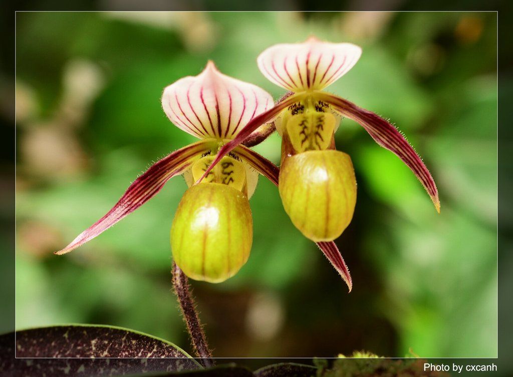 Paphiopedilum canhii with 2 flowers | Page 2 | Slippertalk Orchid Forum